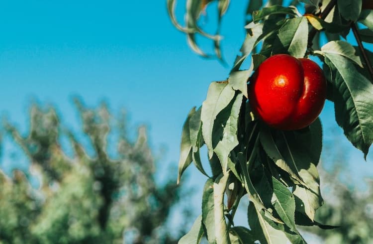 Nectarinier: un super fruitier à planter dans votre jardin